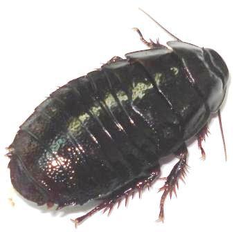 オオゴキブリ（幼虫） – 岐阜・三重・愛知の害虫予防や駆除、防水工事